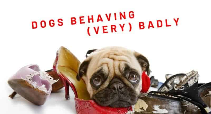 Cameras roll for 10’s Dogs Behaving (Very) Badly Australia