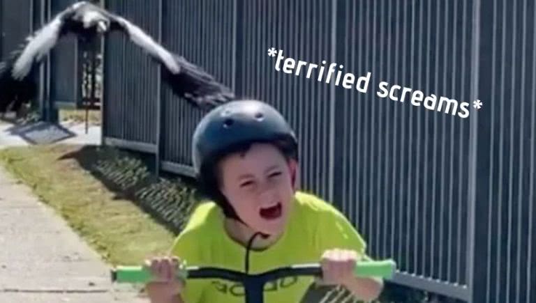 Kid on scooter gets terrorised by swooping magpie in viral video